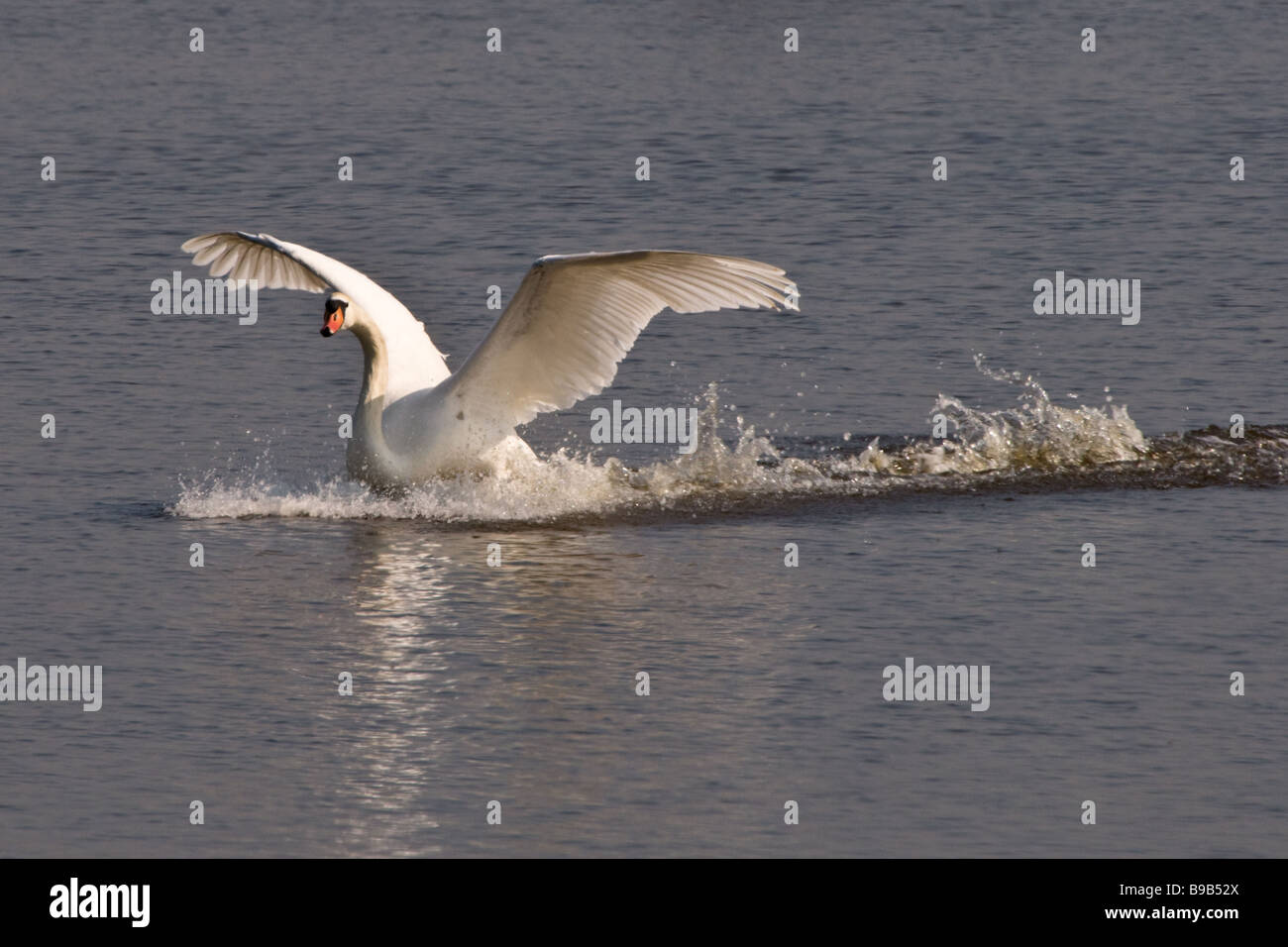 A swan landing on the water Stock Photo - Alamy