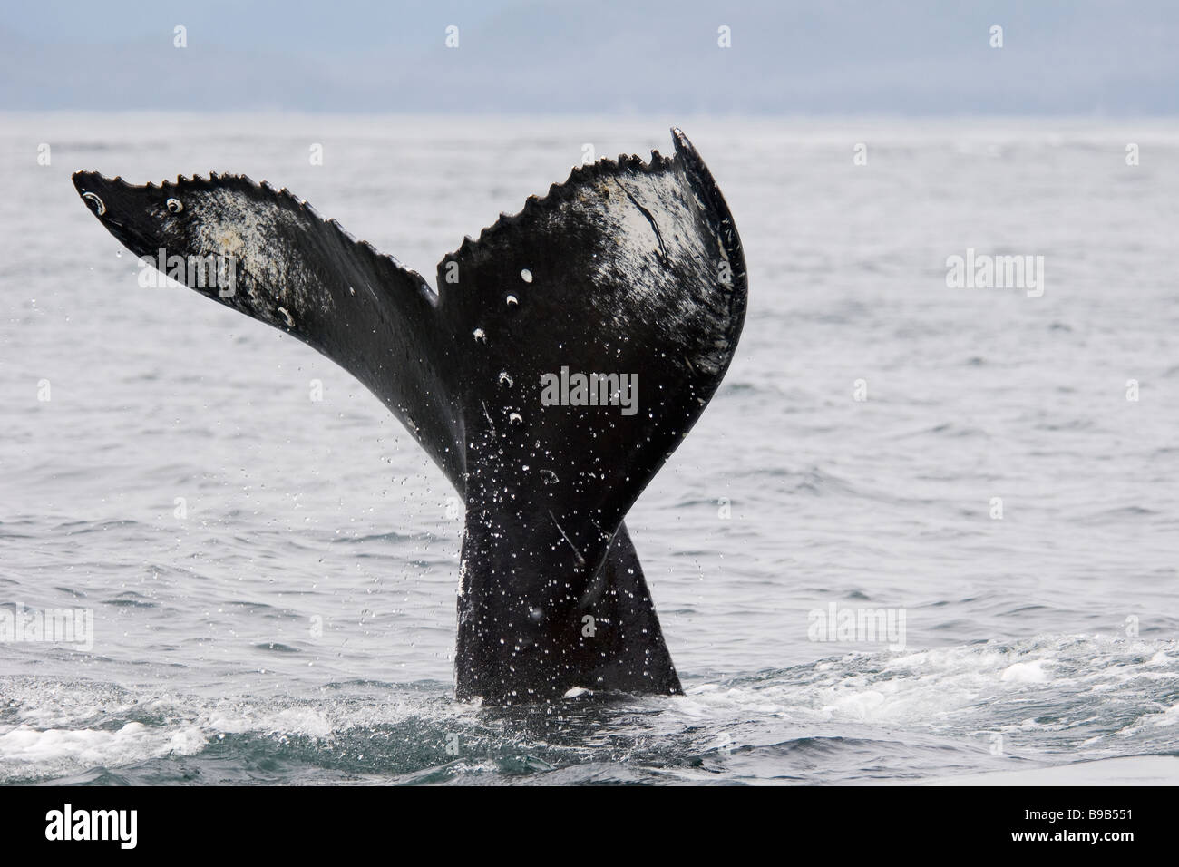 Humpback whale alaska tail hi-res stock photography and images - Alamy