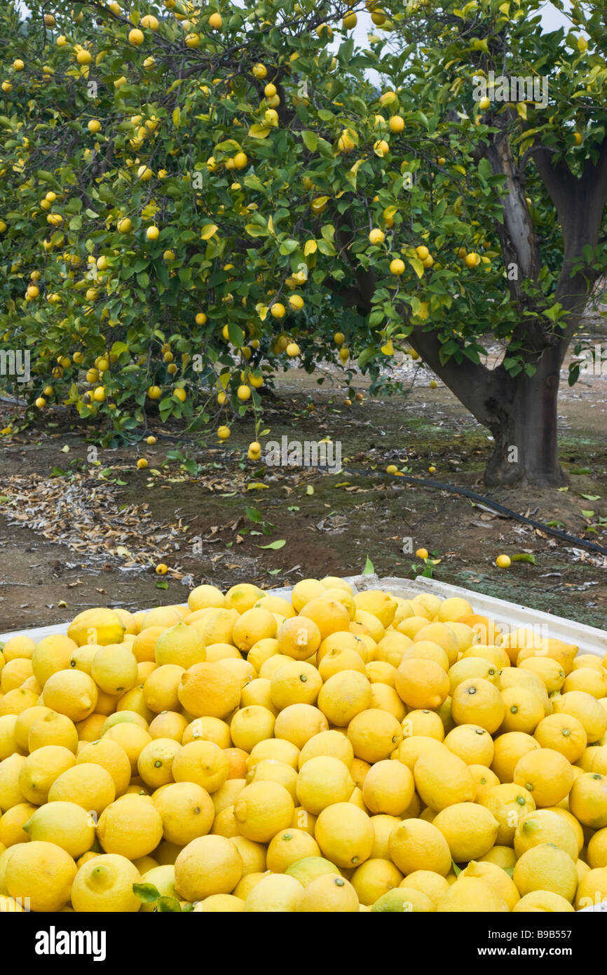 Harvested Lemons Lisbon in field bin Stock Photo - Alamy