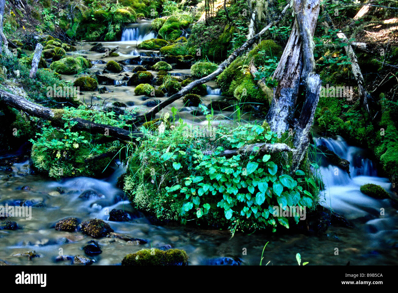 River Flowing through deep forest Stock Photo - Alamy