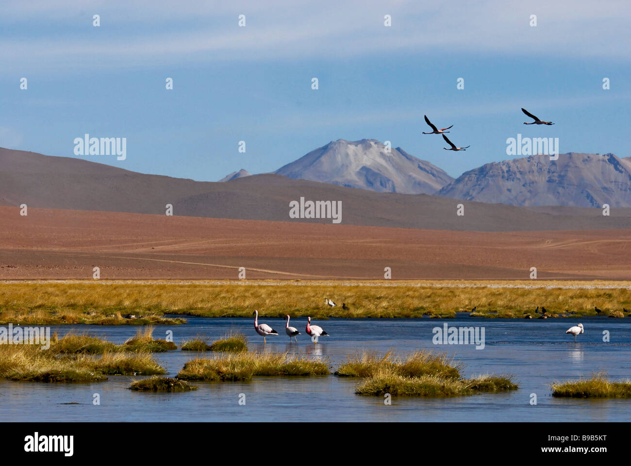 Flamingos flying over the Putana river in the Atacama desert Stock ...