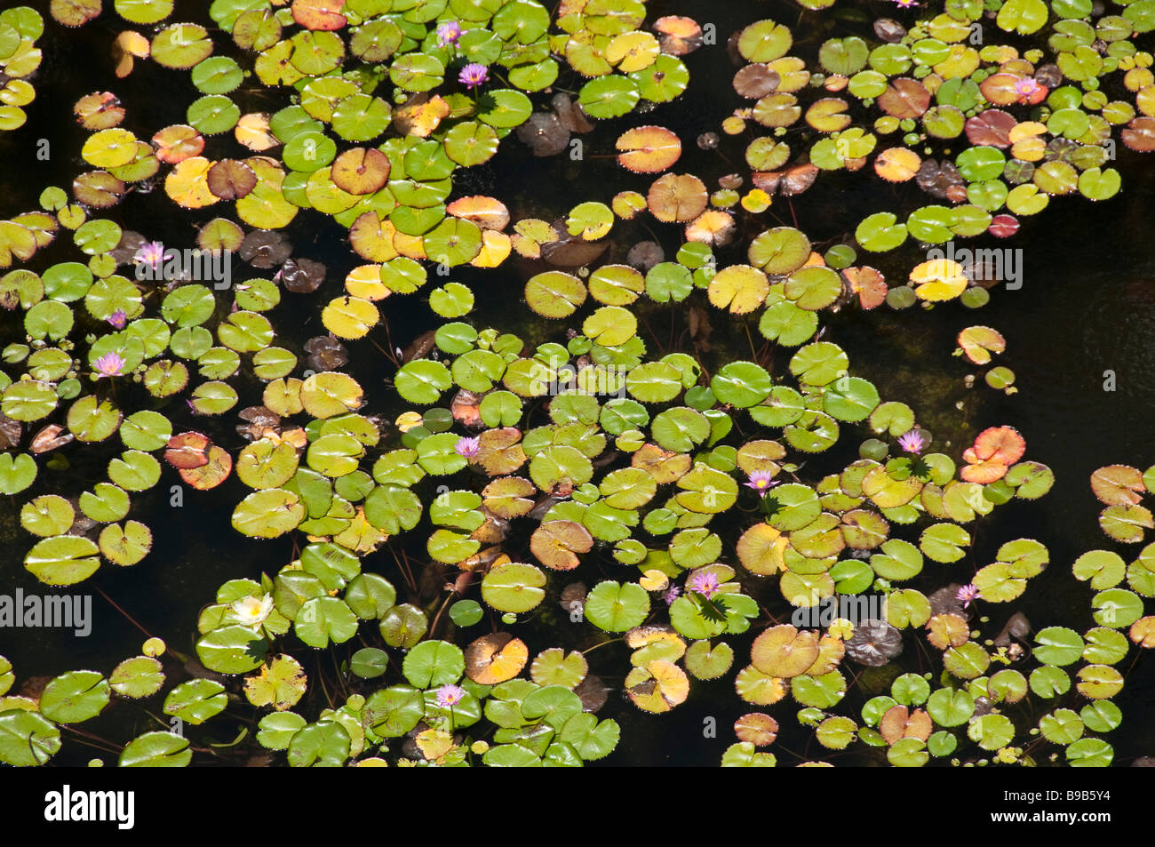 Aerial view of lily pads, Wailea Beach Marriott Resort and Spa, Wailea ...