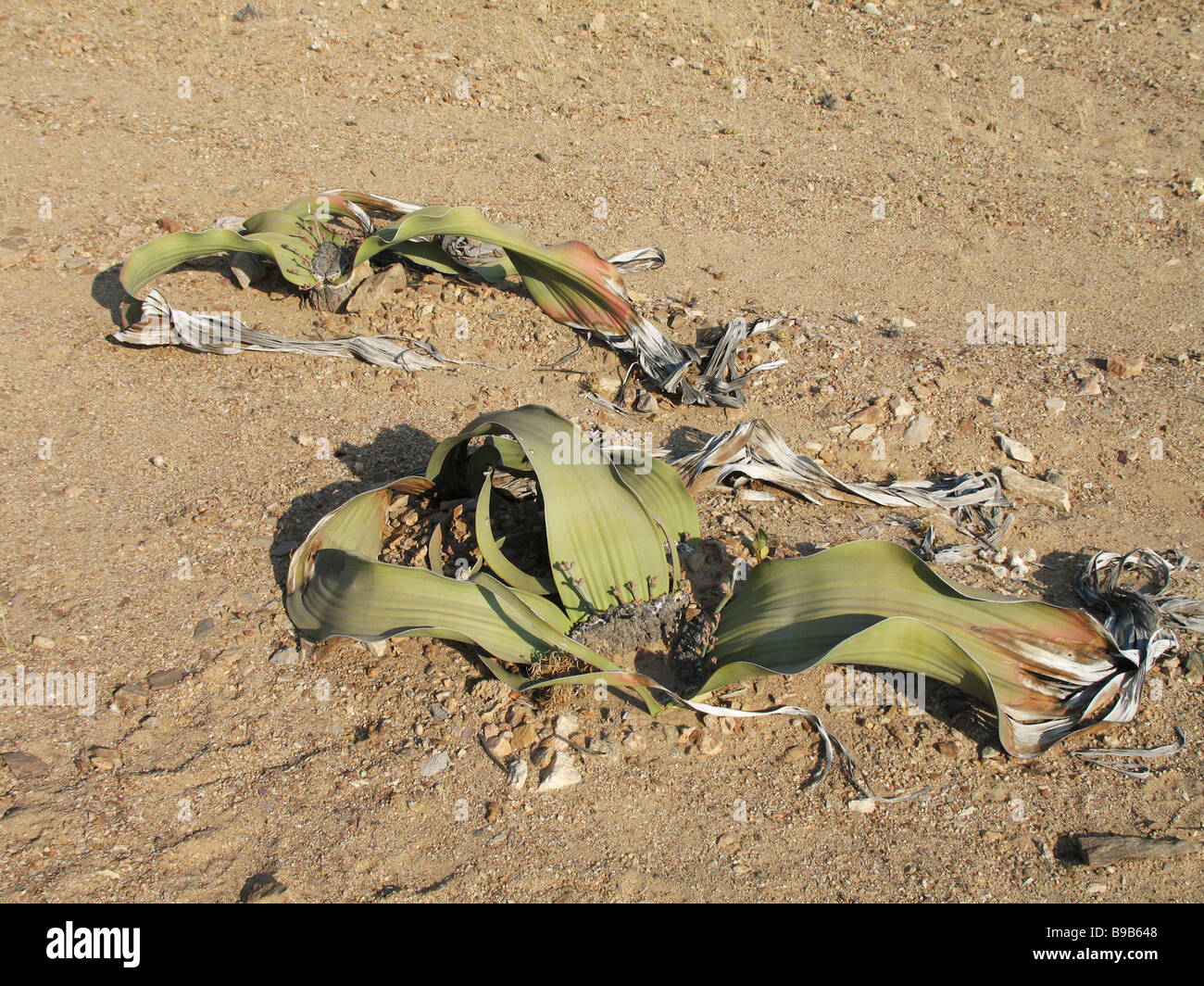 Welwitschiales welwitschia mirabilis plant weird hi-res stock ...