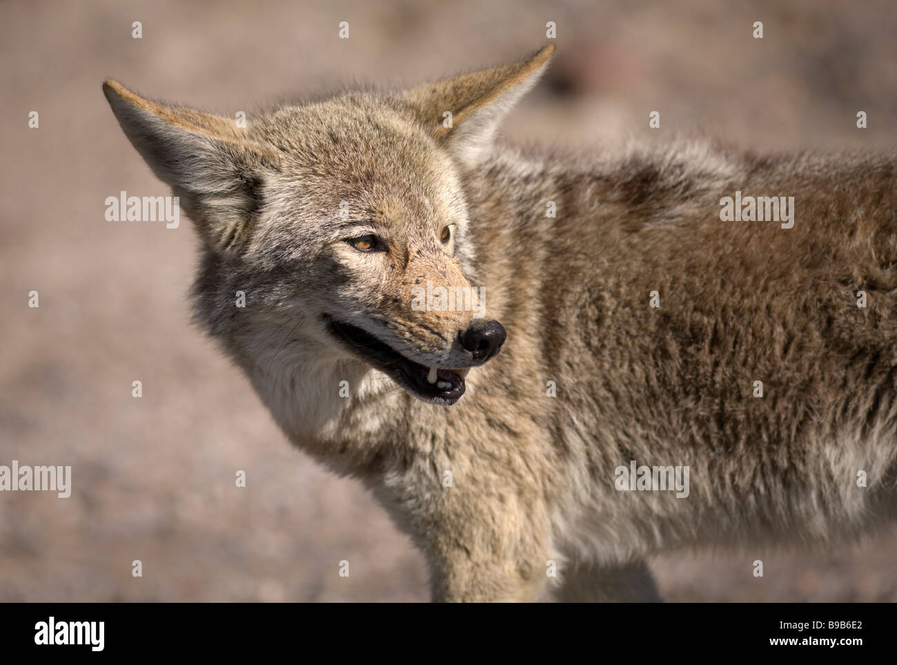 Coyote portrait, Death Valley National Park Stock Photo - Alamy