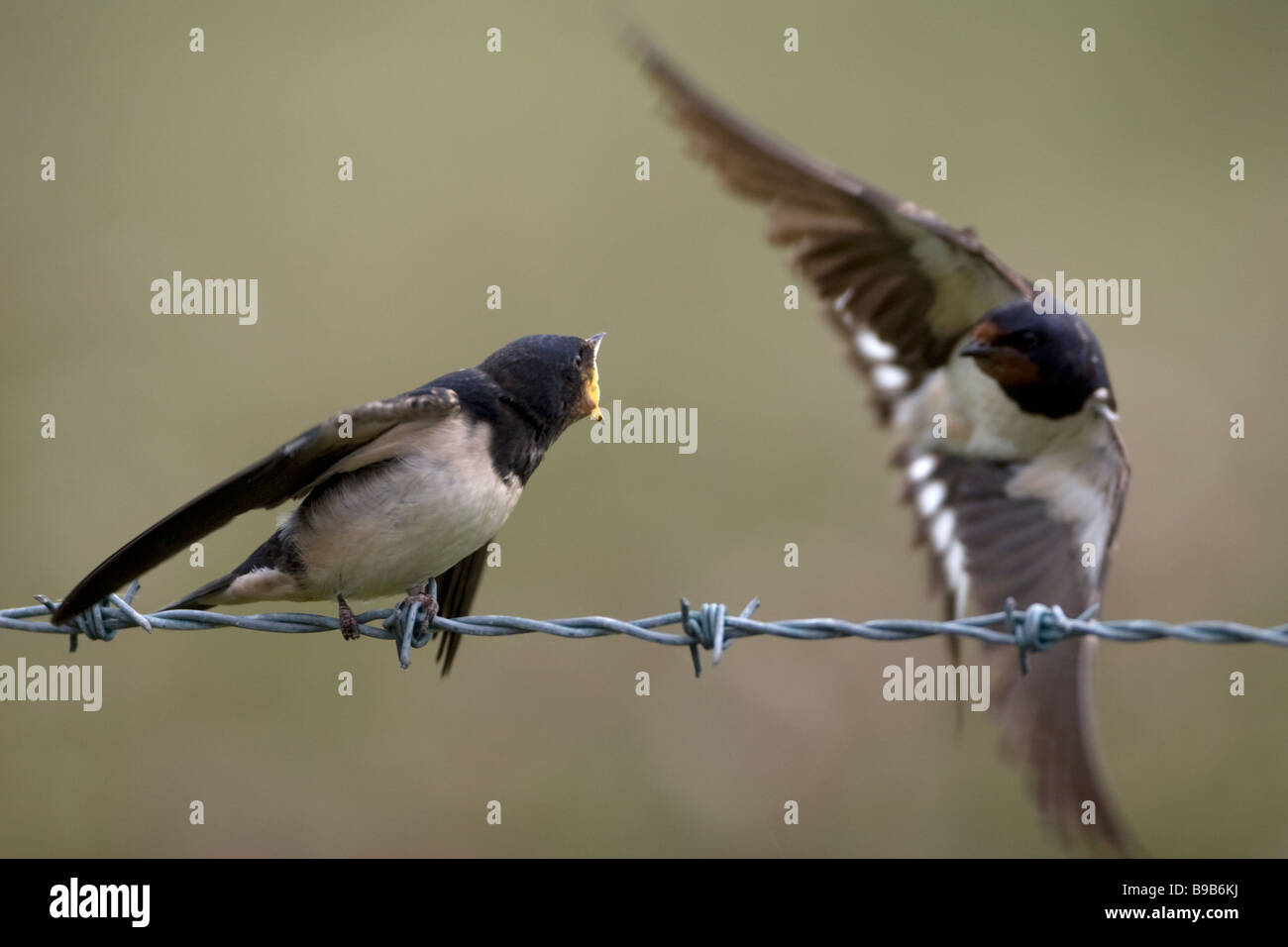 Swallow Hirundo rustica Stock Photo - Alamy