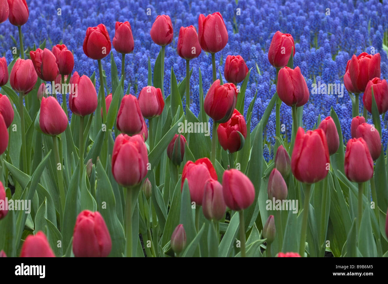 Red and Blue spring bulb planting Stock Photo - Alamy