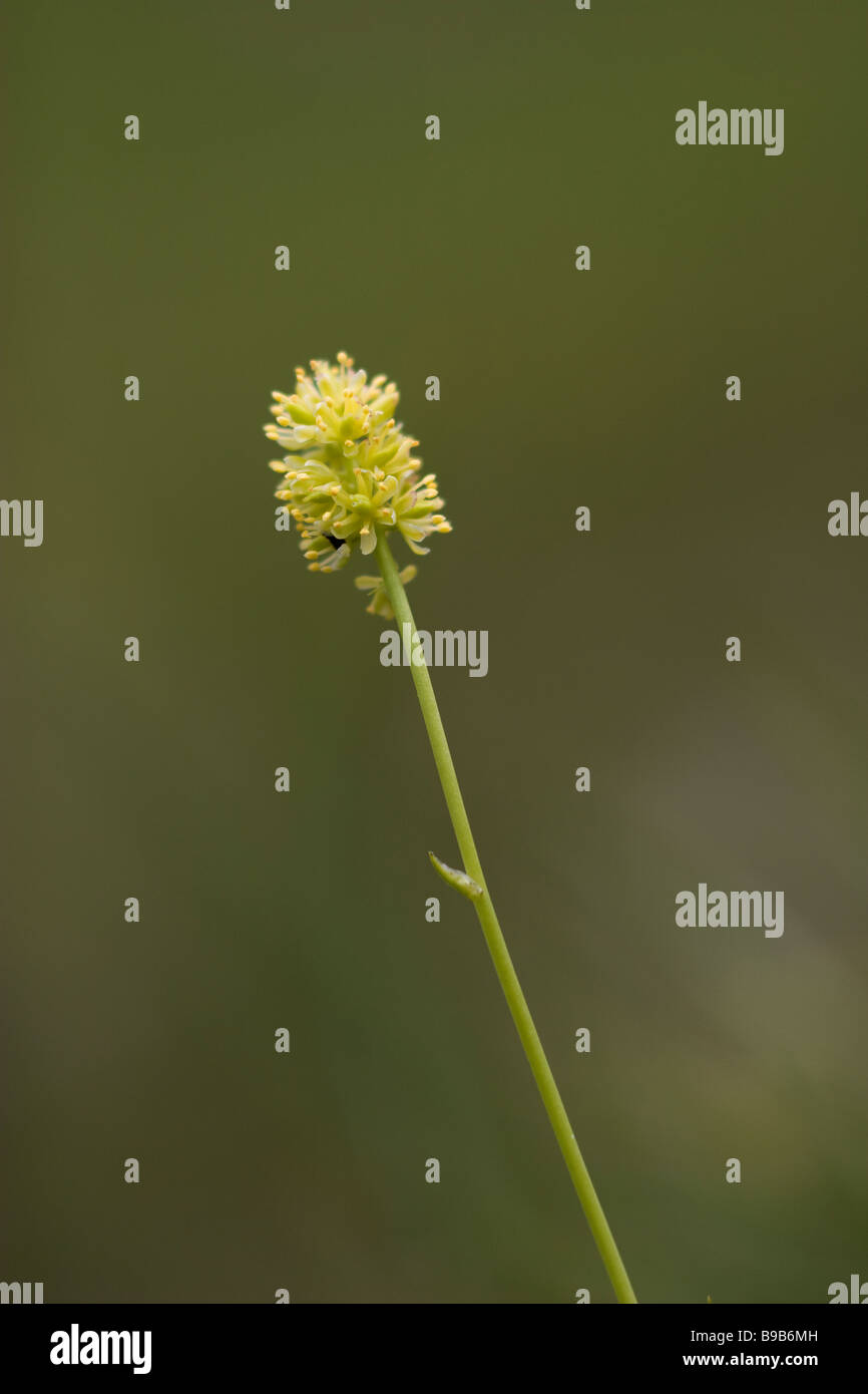 Tofield's Asphodel Tofieldia calyculata Stock Photo - Alamy