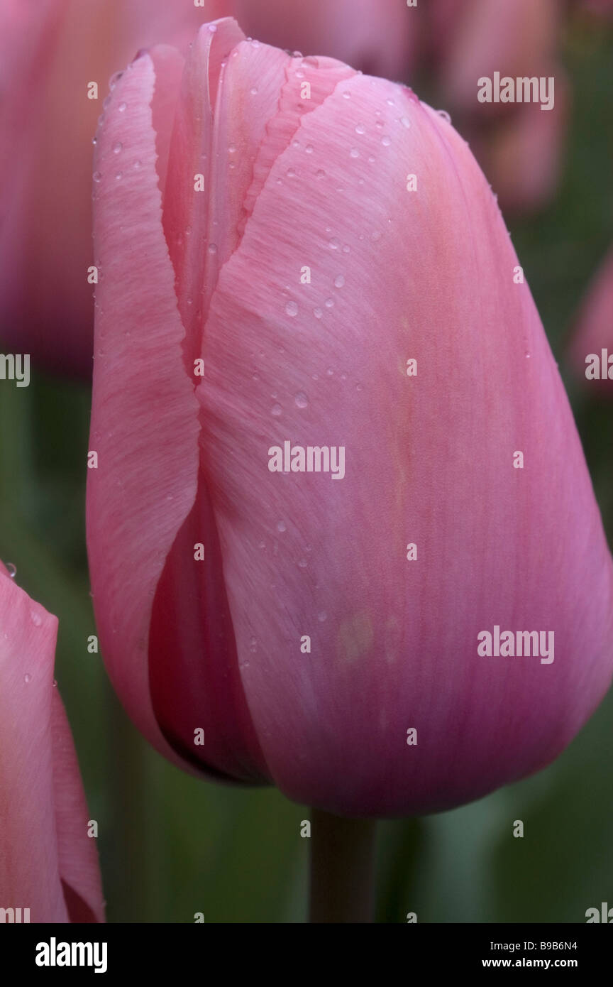 Tulip pink impression hi-res stock photography and images - Alamy