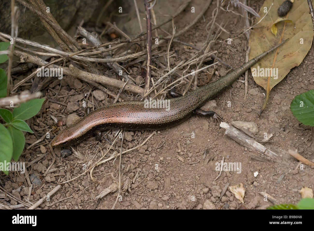 West Canary Skink Chalcides viridanus coeruleopunctatus Stock Photo - Alamy