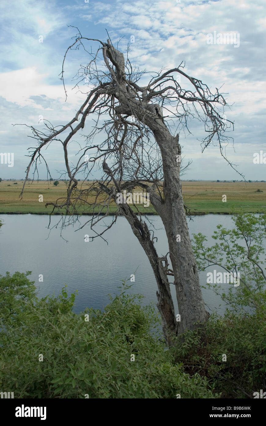 Treeby the Riverfront in Chobe National Park, Botswana Stock Photo - Alamy