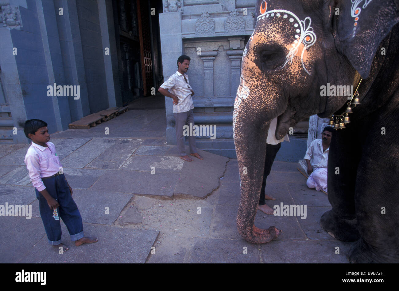 Friendly elephant painted for festival in Jaipur Rajasthan India Stock ...