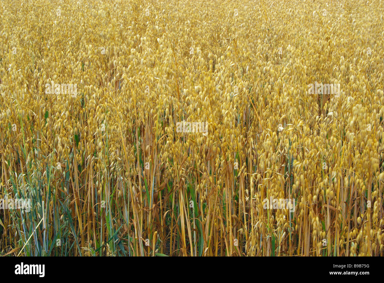 Haferfeld oat field 03 Stock Photo - Alamy