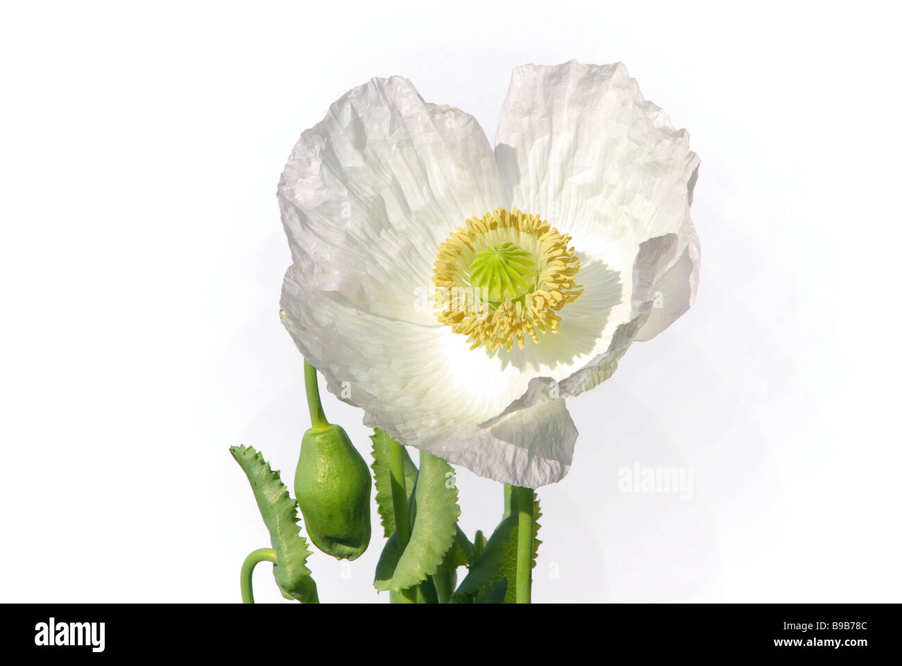 White poppy hi-res stock photography and images - Alamy