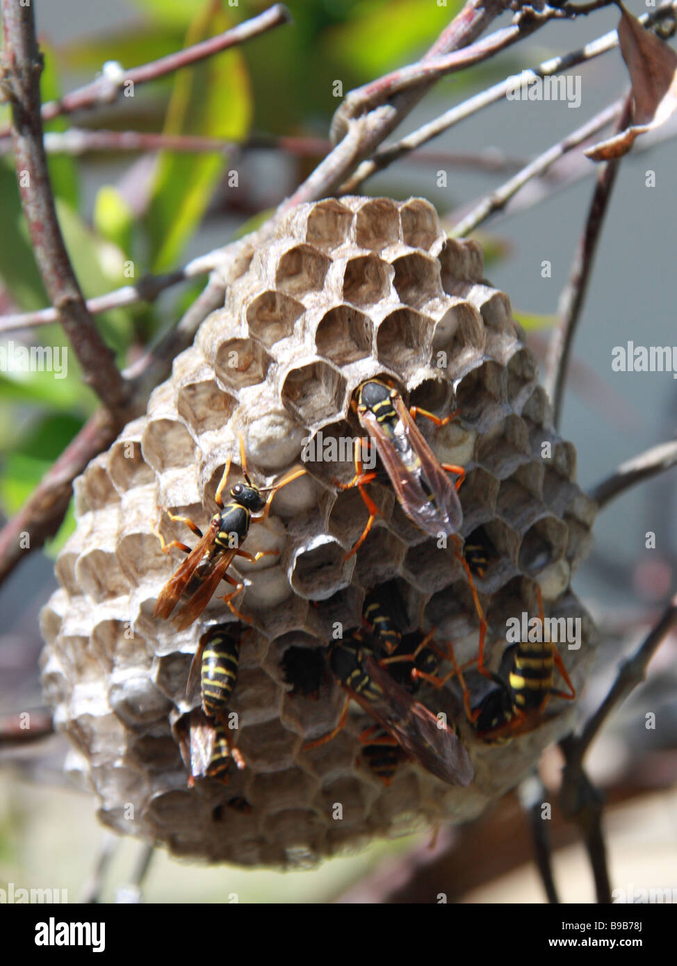 Wasps and their hive Stock Photo - Alamy