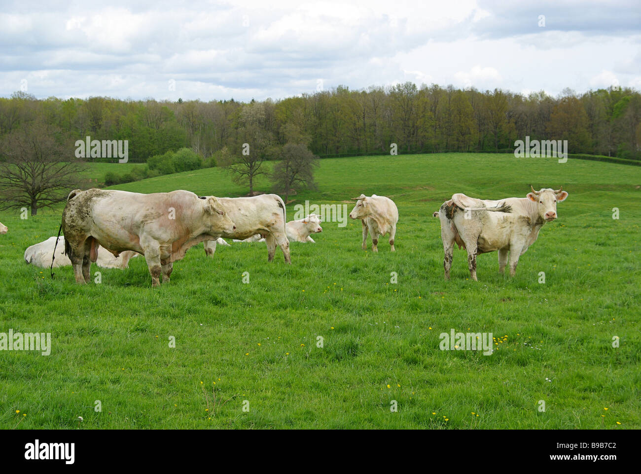 Rind cow 25 Stock Photo - Alamy