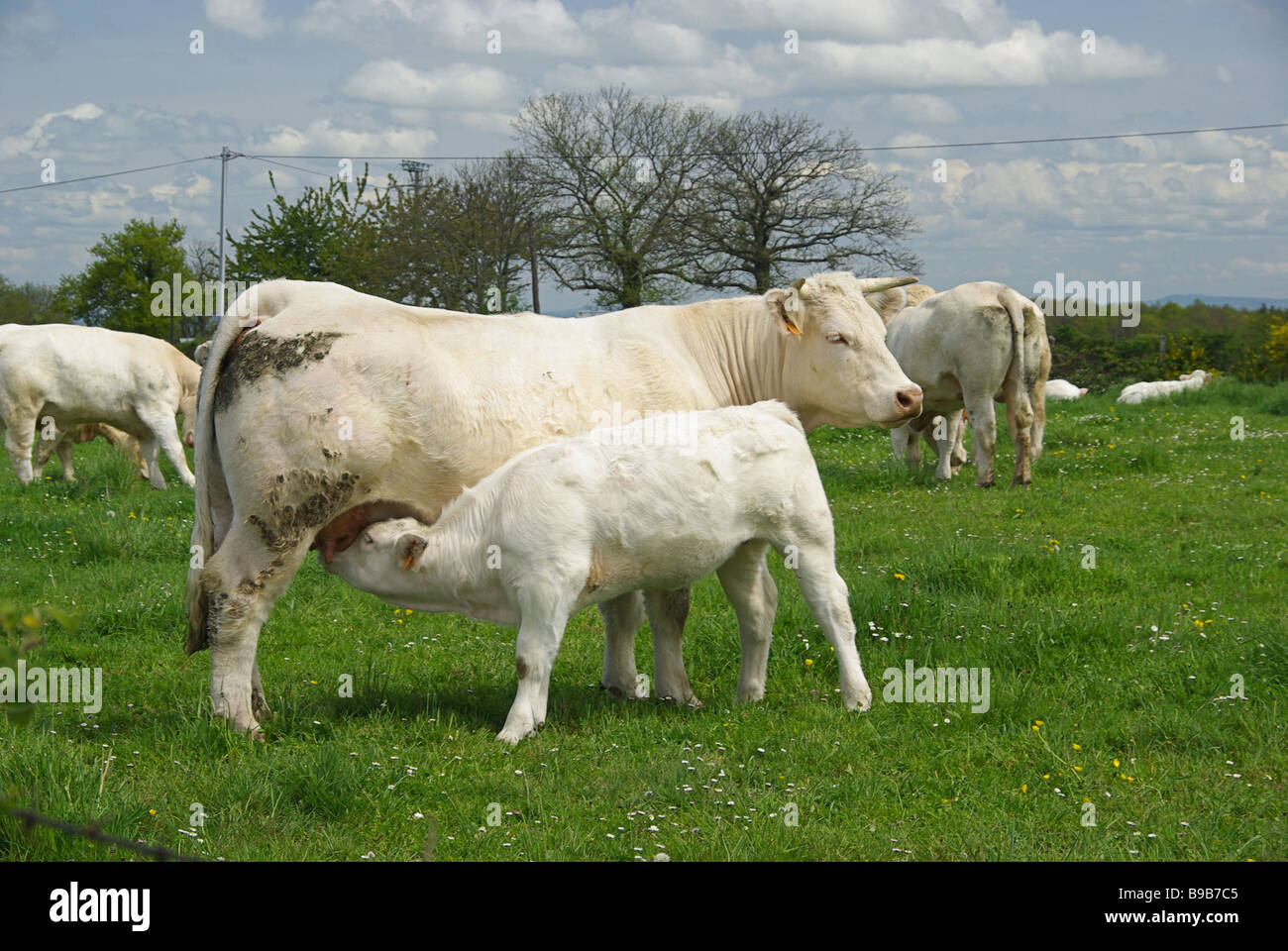 Euter hi-res stock photography and images - Alamy