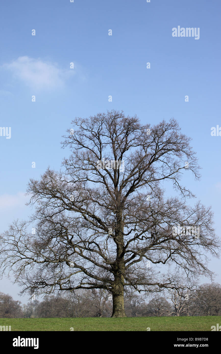 Tree skeleton hi-res stock photography and images - Alamy