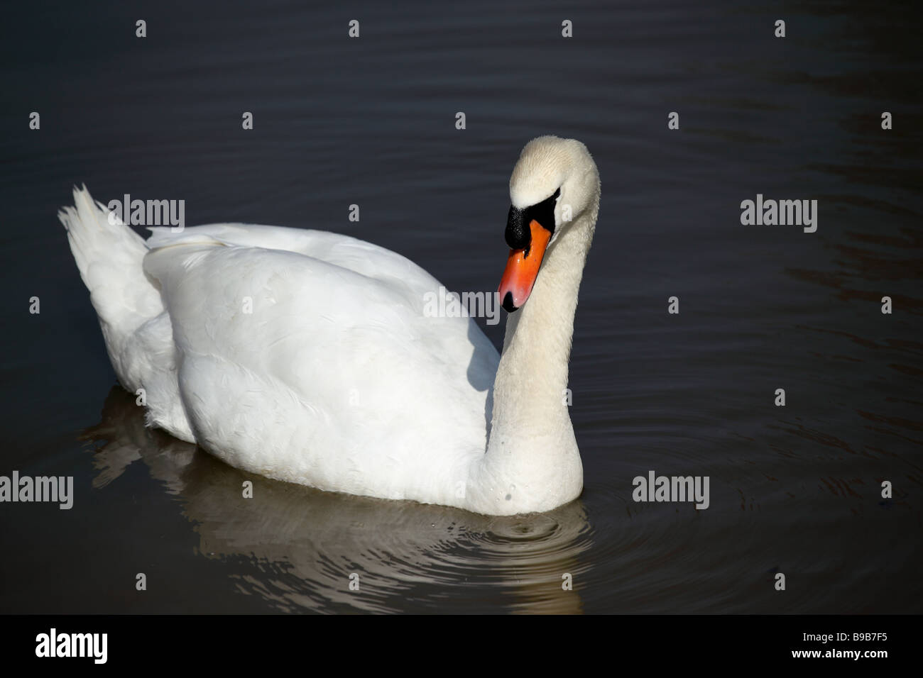 Waterfowl in england hi-res stock photography and images - Alamy