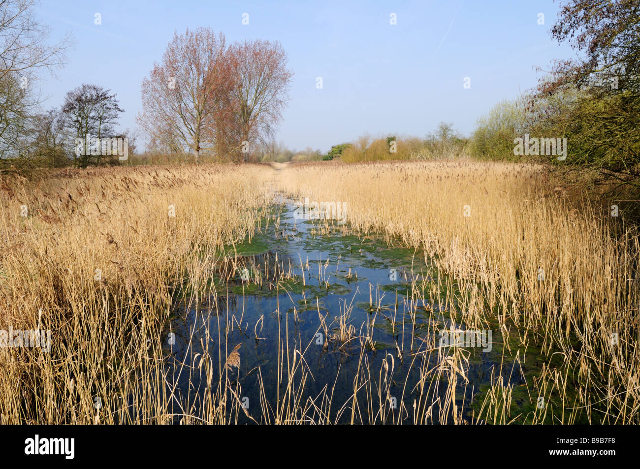 Fowlmere RSPB reserve Cambridgeshire England UK Stock Photo - Alamy