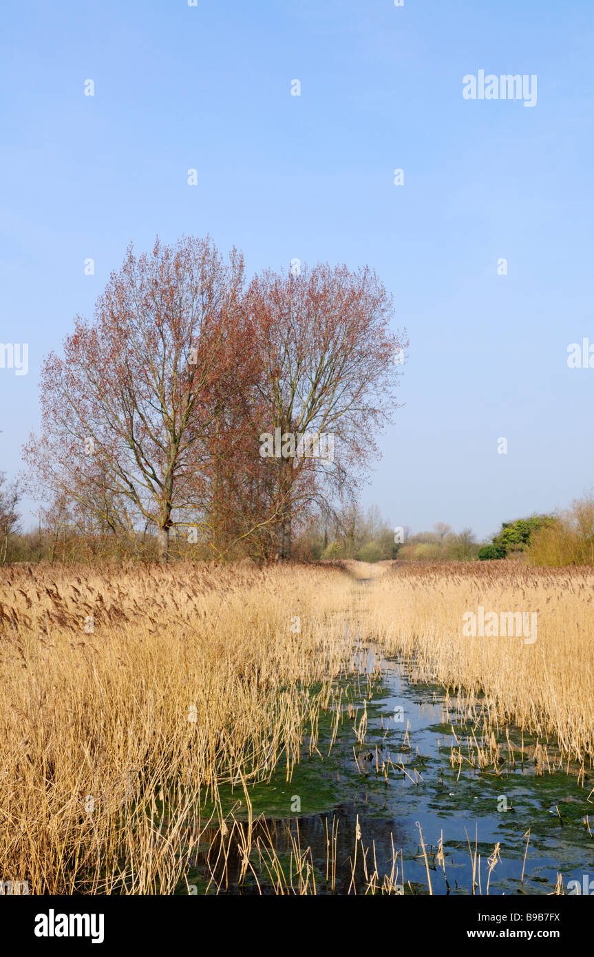 Fowlmere RSPB reserve Cambridgeshire England UK Stock Photo - Alamy
