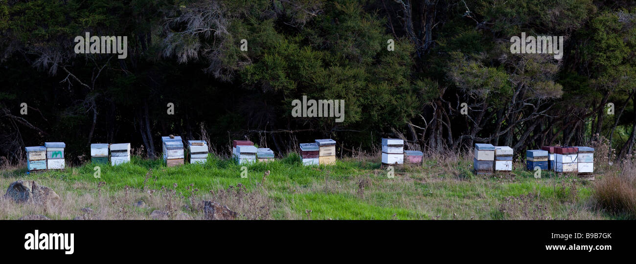 Bee hives new zealand hi-res stock photography and images - Alamy