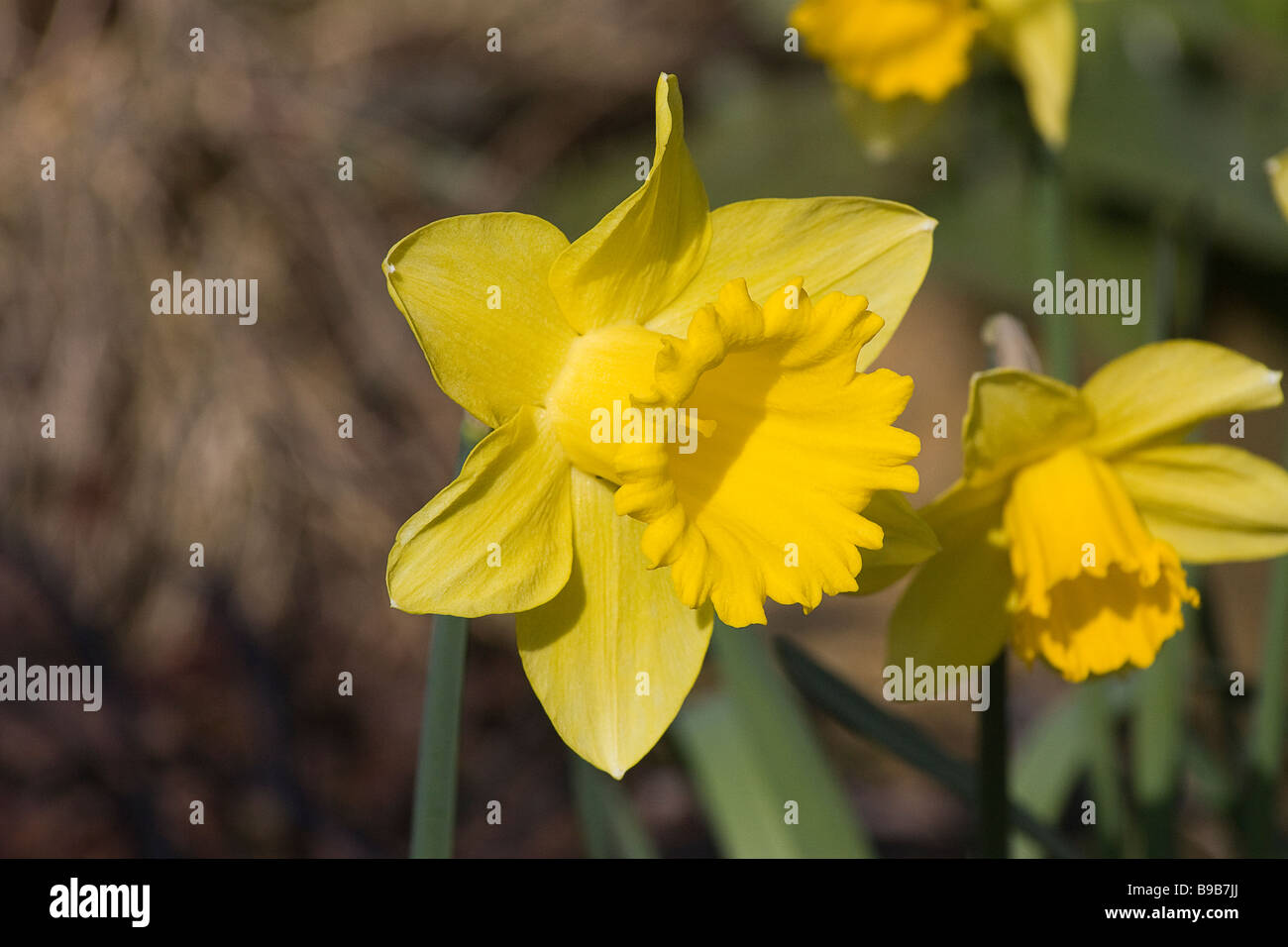 Daffodils In Sunshine High Resolution Stock Photography and Images - Alamy