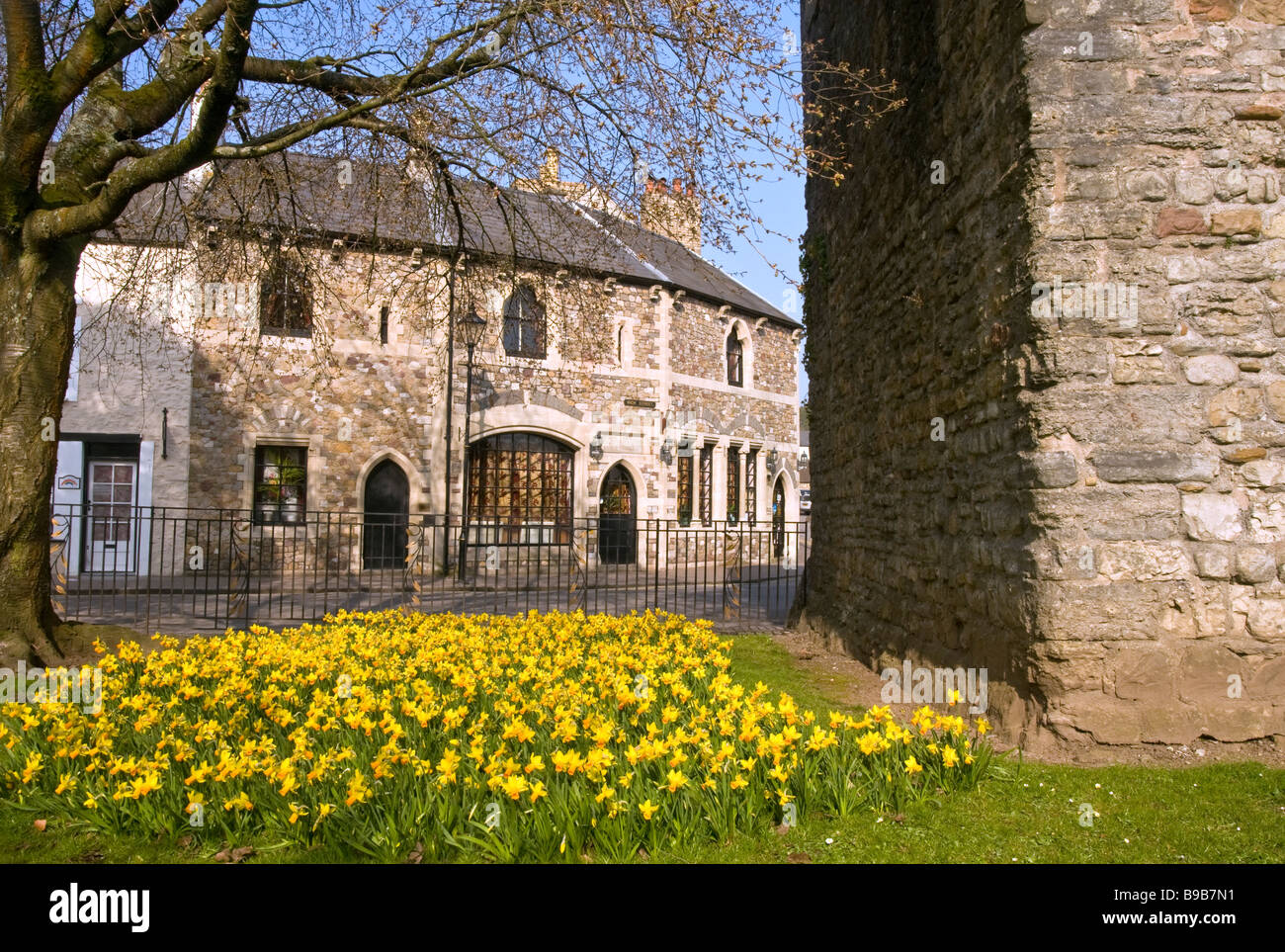 Daffodils wales hi-res stock photography and images - Alamy