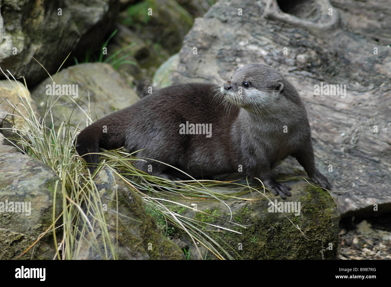 An otter in captivity Stock Photo - Alamy