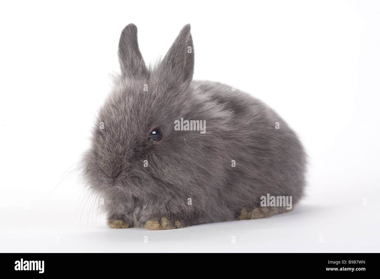 grey bunny isolated on white Stock Photo - Alamy