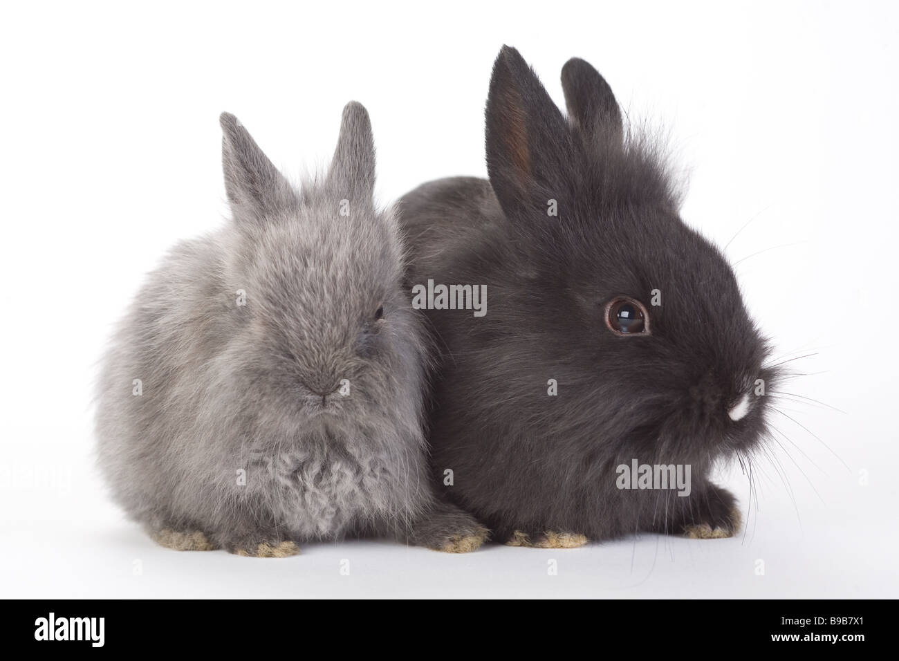 grey and black bunny isolated on white Stock Photo - Alamy