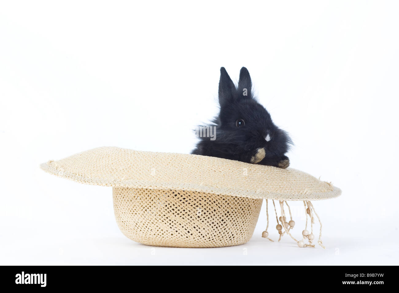 Black bunny hat hi-res stock photography and images - Alamy