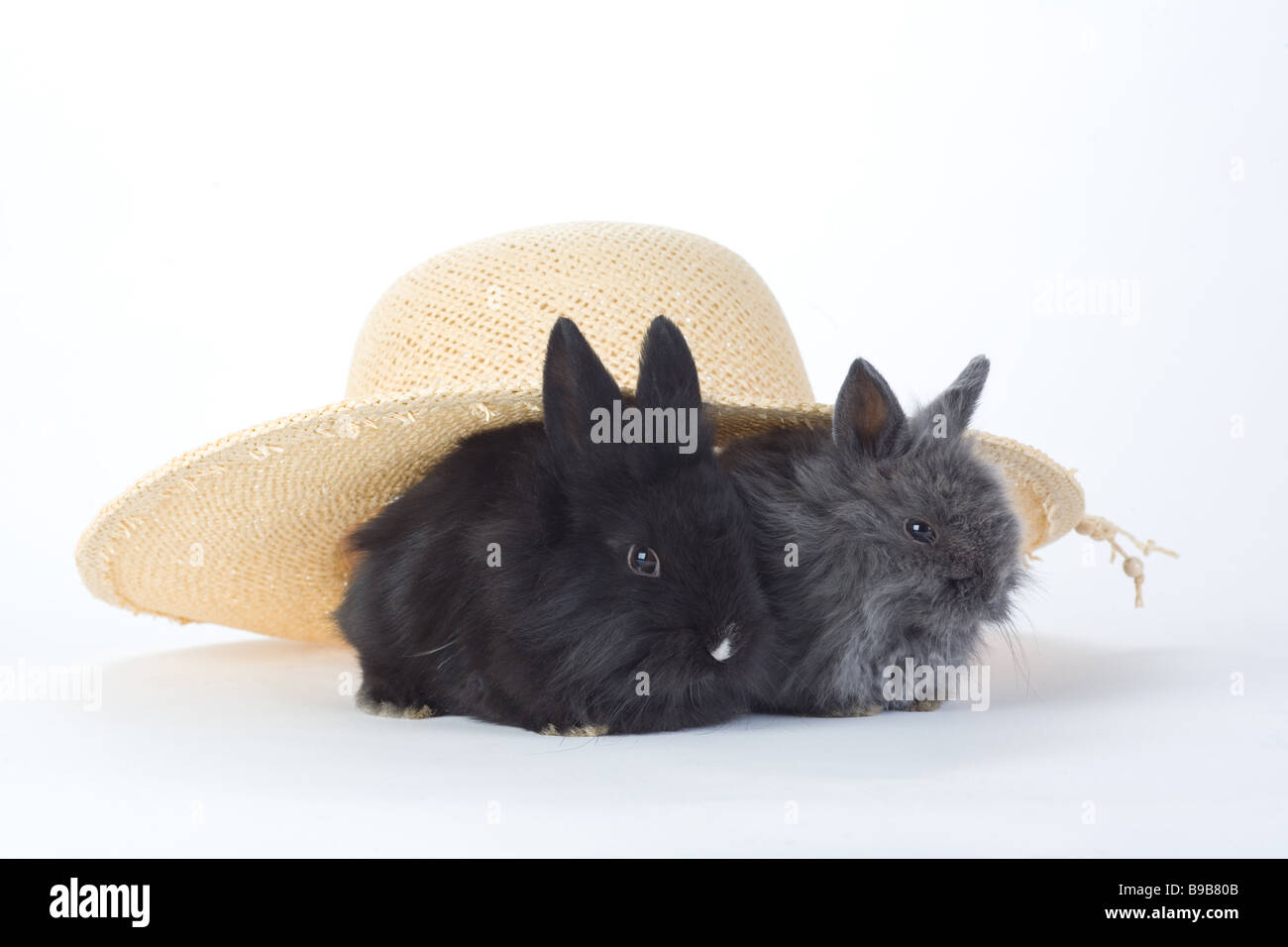 Black bunny hat hi-res stock photography and images - Alamy