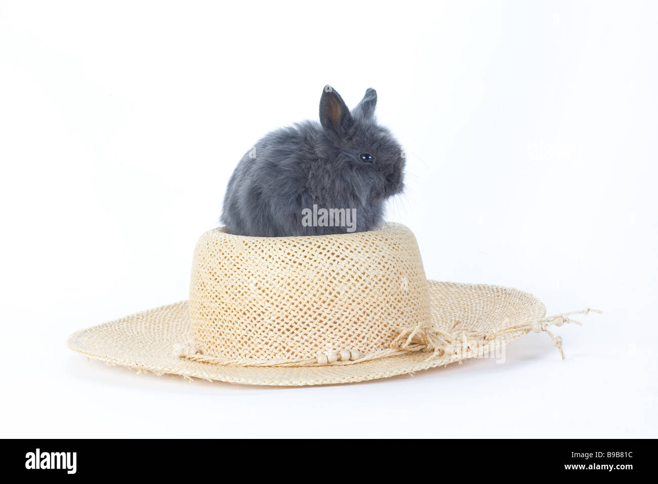 Black bunny hat hi-res stock photography and images - Alamy