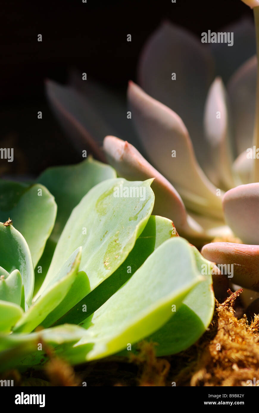 Two cactus in a planter basking in sunlight Stock Photo - Alamy