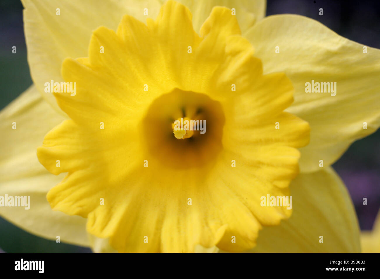 Flower peta hi-res stock photography and images - Alamy