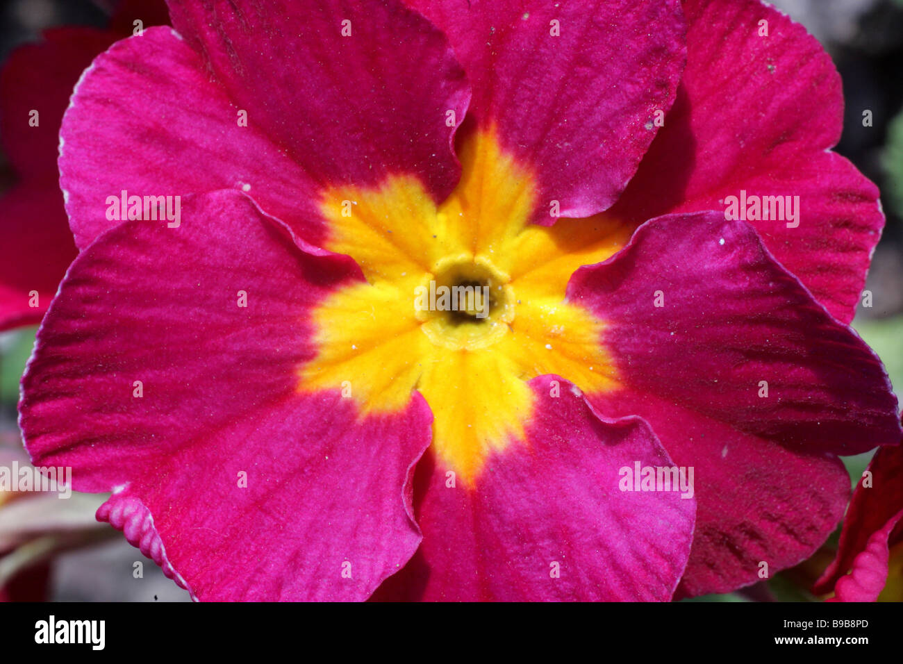 Flower peta hi-res stock photography and images - Alamy