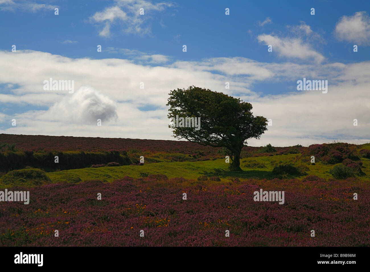 Solitary wind-blown hawthorn tree on Exmoor surrounded by gorse and ...