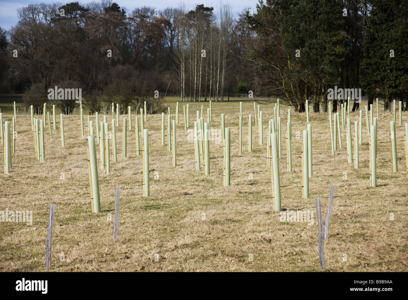 field of grass with tree plantation Stock Photo - Alamy
