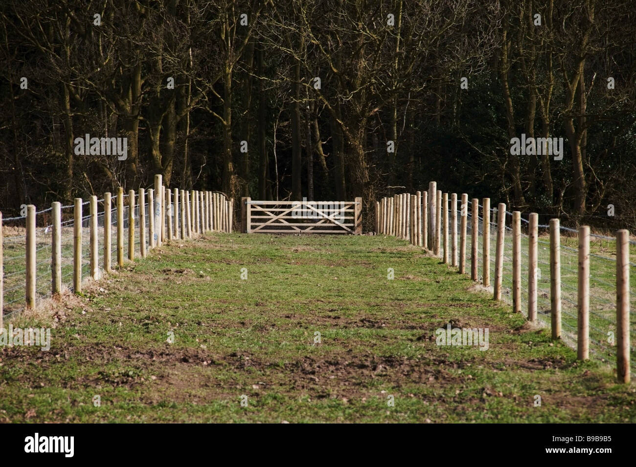 a gate a field and a wood behind Stock Photo - Alamy