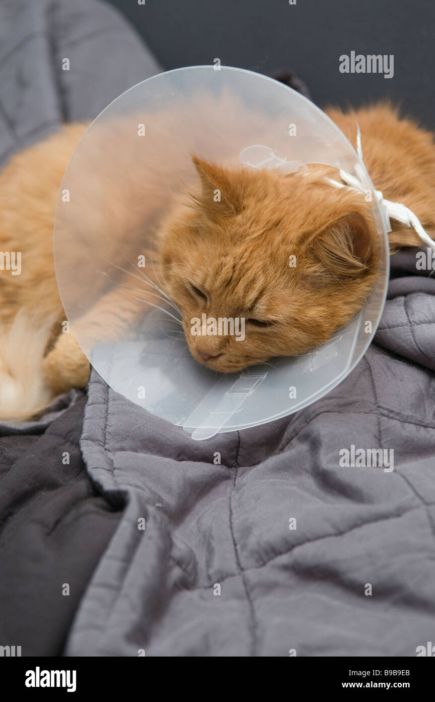 Rehabilitating hi-res stock photography and images - Alamy