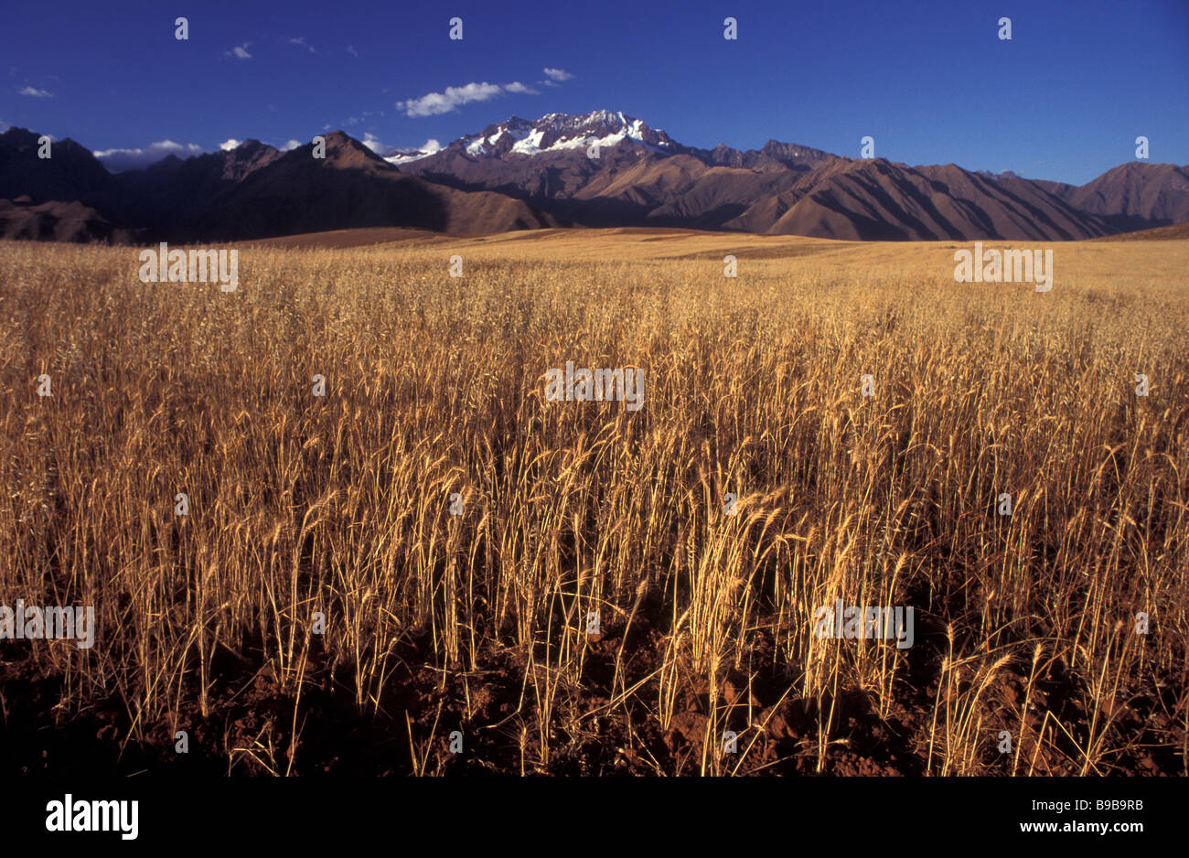 Barley fields in the Sacred Valley of the Incas Stock Photo - Alamy