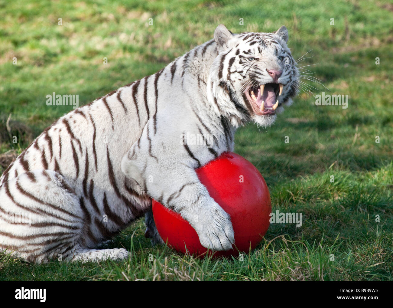 A male white tiger playing with a large red ball at the West Midland ...