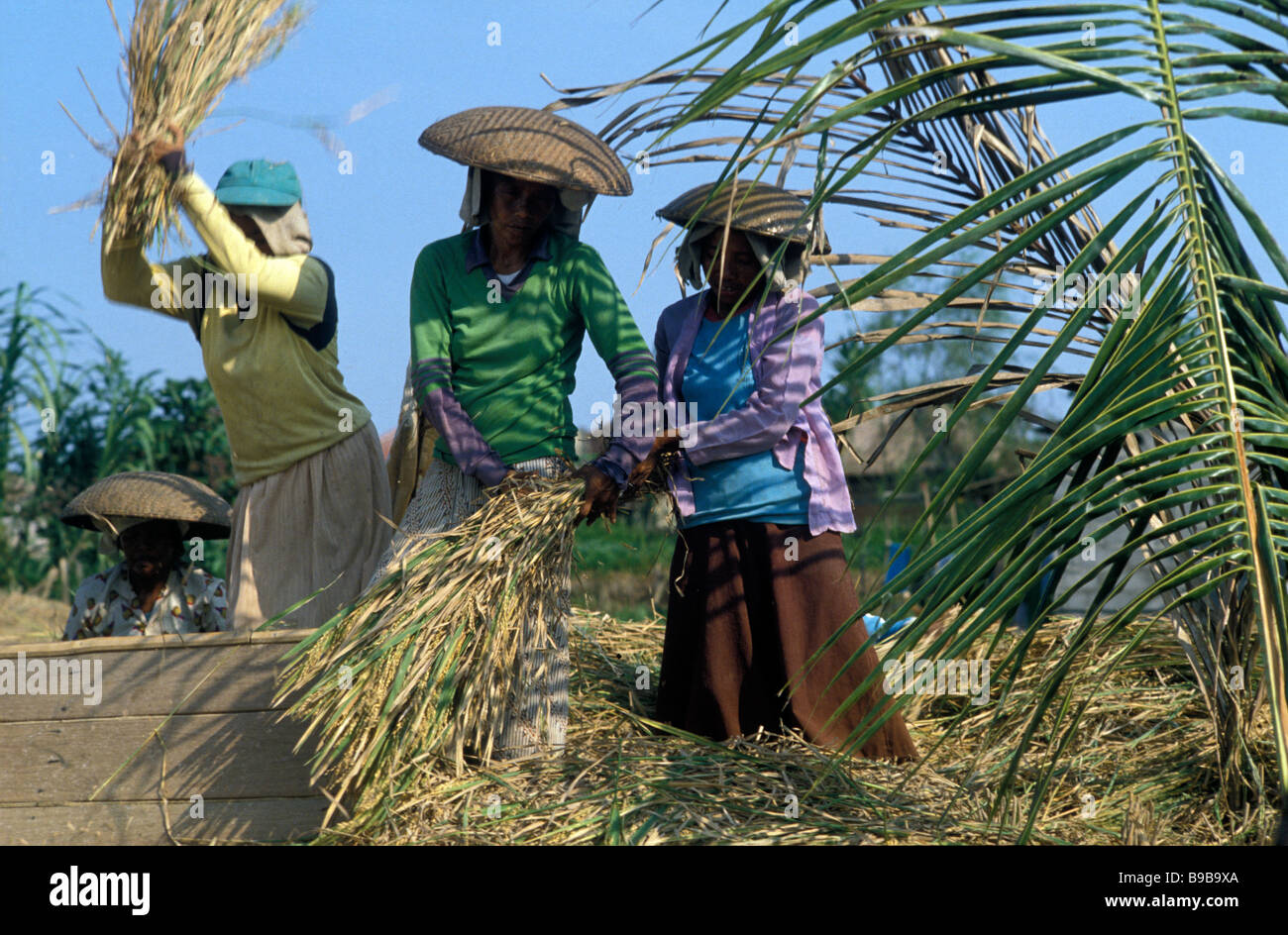 Harvesting rice Ubud Bali Indonesia Stock Photo - Alamy