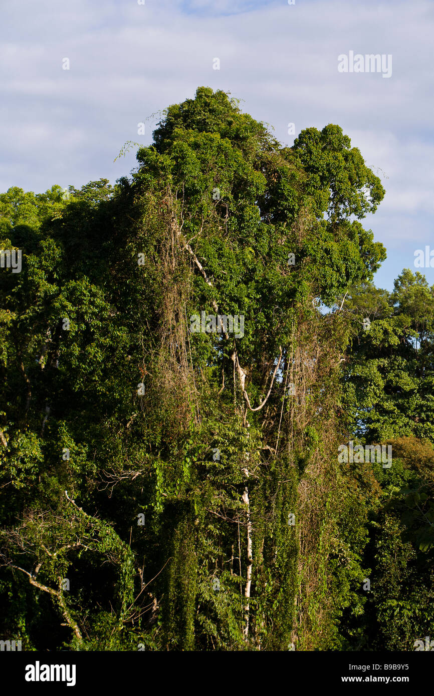 Looking out over the jungle canopy of Manuel Antonio National Park in ...