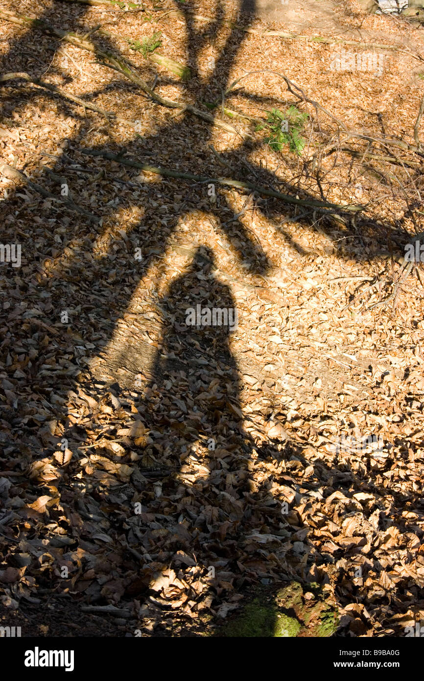 Shadow of photographer under shadow of tree in Autumn, ground covered ...