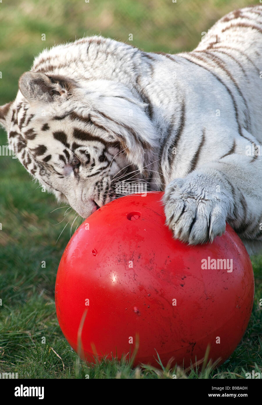 A male white tiger playing with a large red ball at the West Midland ...