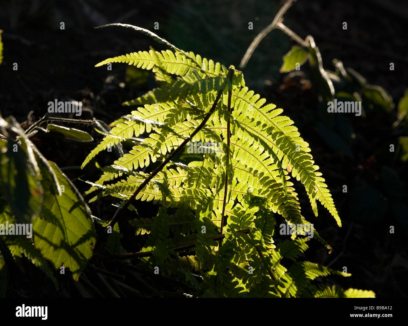 Back fern hi-res stock photography and images - Alamy