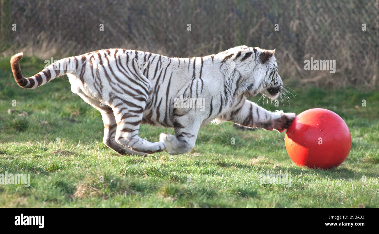 A male white tiger playing with a large red ball at the West Midland ...