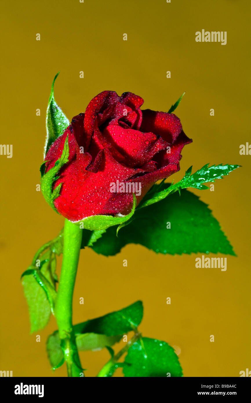 Single red rose hi-res stock photography and images - Alamy
