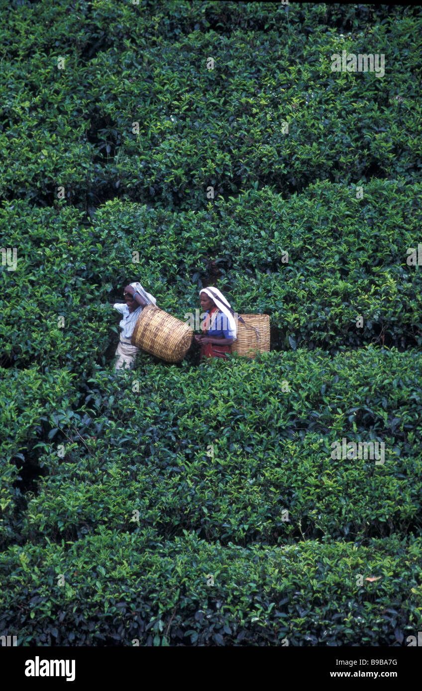 Tea pluckers harvesting tea hi-res stock photography and images - Alamy